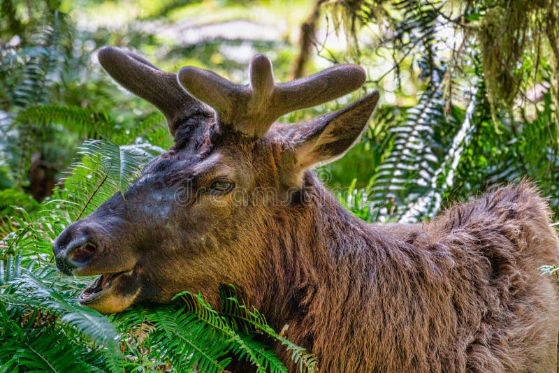 234 Eating Ferns Stock Photos - Free & Royalty-Free Stock Photos from ...