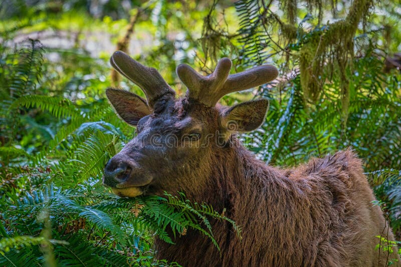 Elk in Rainforest Eating Ferns Stock Image - Image of brown, bull ...