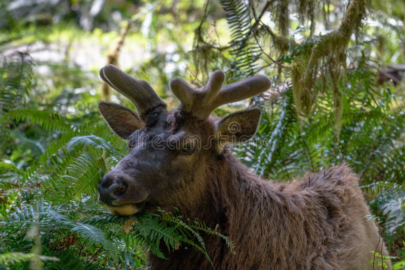 Elk in Rainforest Eating Ferns Stock Image - Image of brown, bull ...