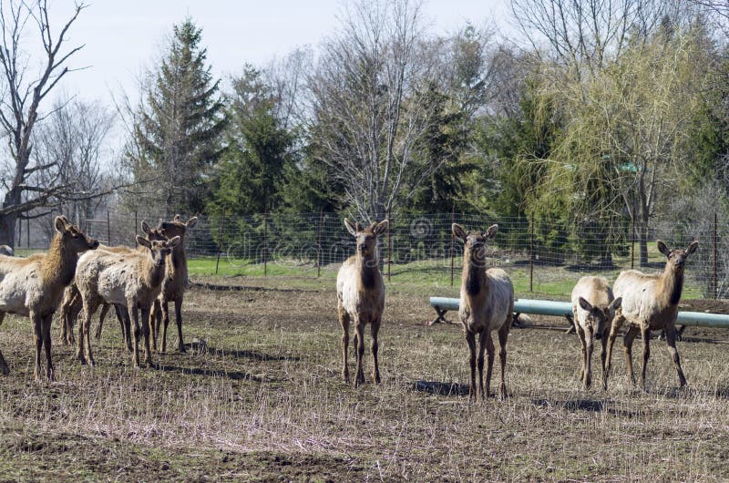 Elk, Red Tailed Deer or Wapiti Stock Photo - Image of animal, deer ...