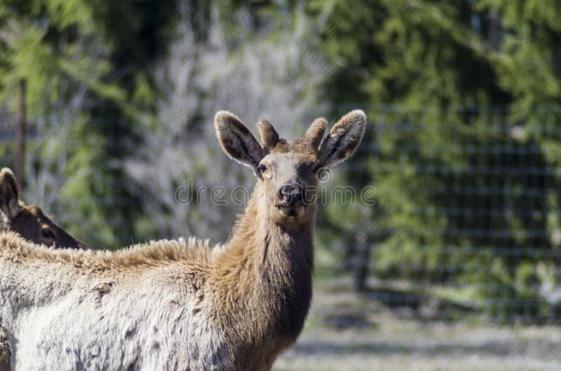 Elk, Red Tailed Deer or Wapiti Stock Image - Image of tailed, species ...