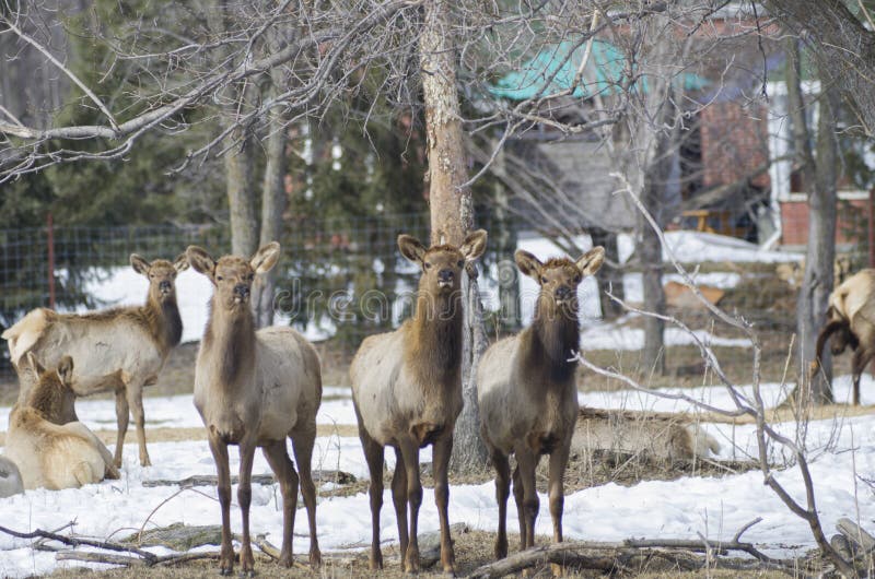 Elk, Red Tailed Deer or Wapiti Stock Image - Image of curious, animal ...