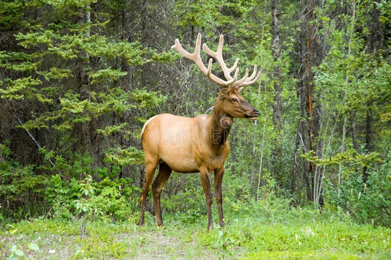 Elk In The Canadian Rockies. Stock Image - Image of staring, closeup ...