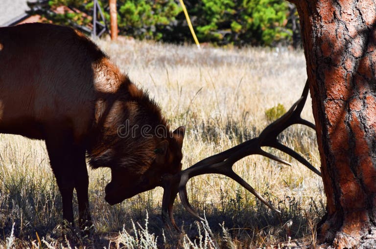 Bull Elk Rubbing Antlers Tree Stock Photos - Free & Royalty-Free Stock ...