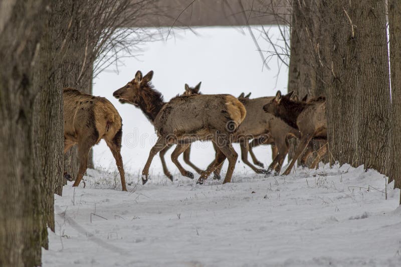 Elk running among trees. stock image. Image of wildlife - 88150339