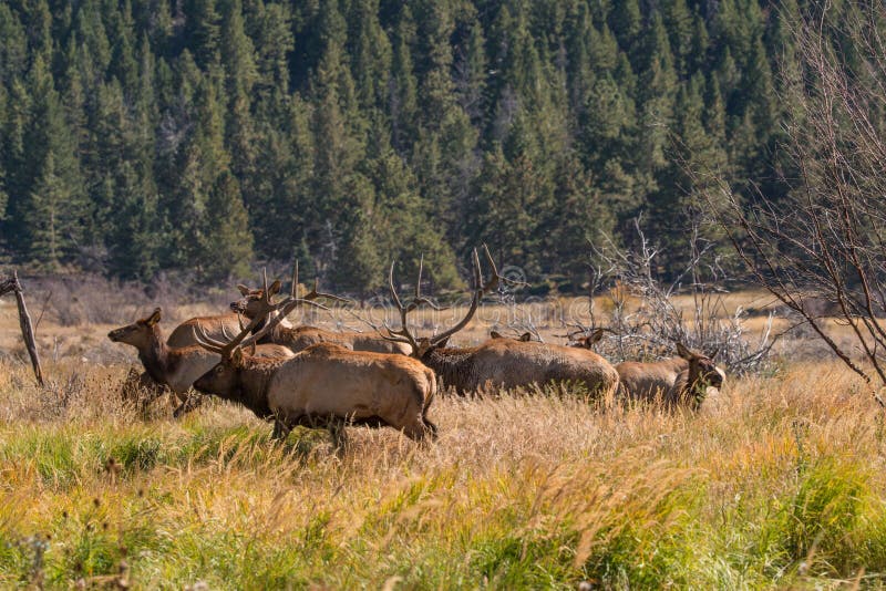 Elk in Rut stock image. Image of wildlife, animal, antlers - 46277989