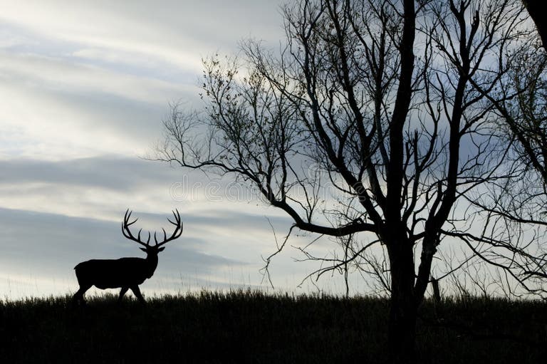 186 Silhouette Deer Walking Forest Stock Photos - Free & Royalty-Free ...
