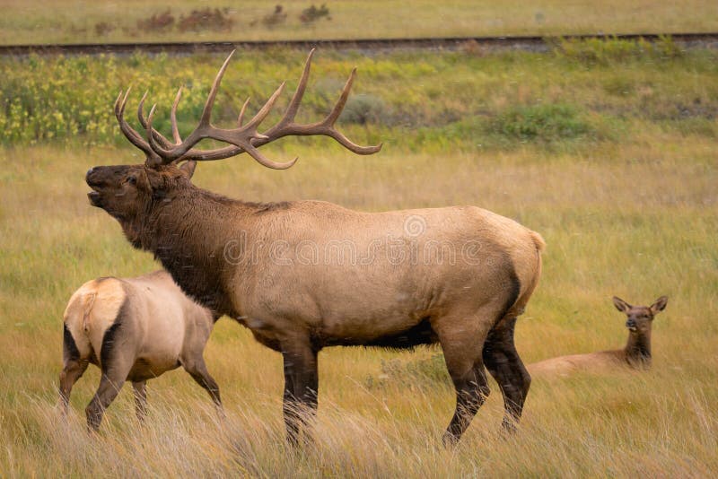 Elk in a Field on Snowing Day Stock Photo - Image of landscape, outdoor ...
