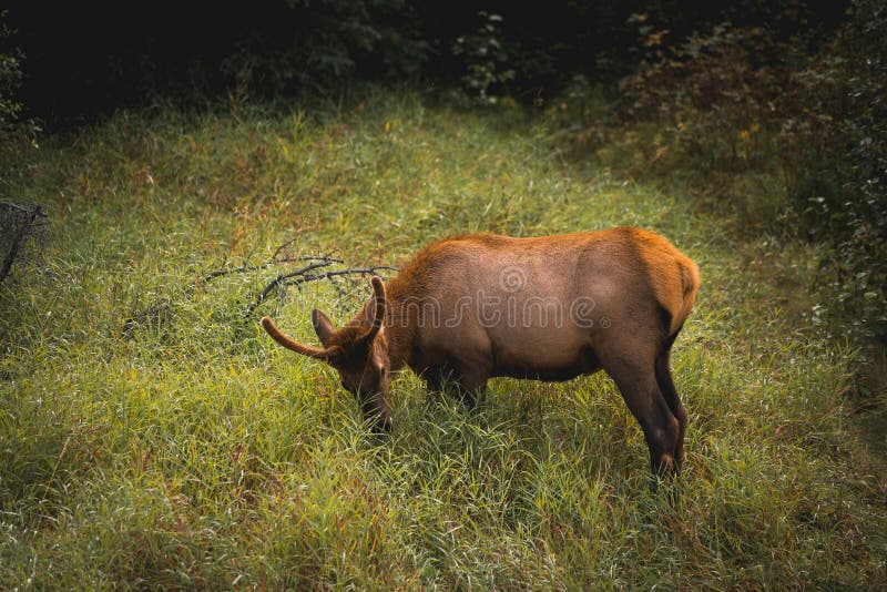 Elk in a Field on Snowing Day Stock Photo - Image of sitting, landscape ...