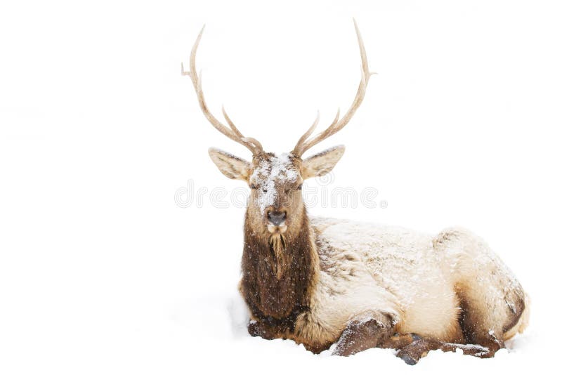 Elk Sitting in the Winter Snow Stock Photo - Image of grass, brown ...