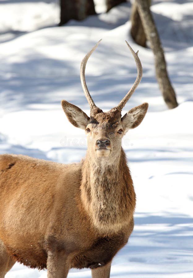 Elk in snow stock image. Image of winter, snow, canada - 23496779