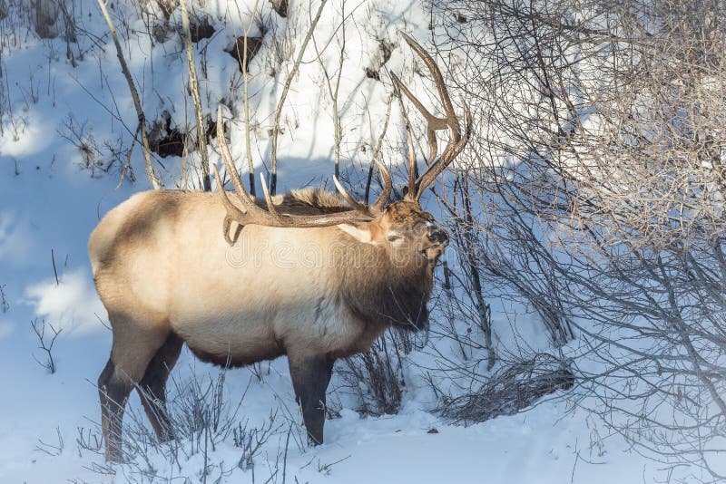 Elk stock image. Image of nature, forest, wildlife, montana - 48711659