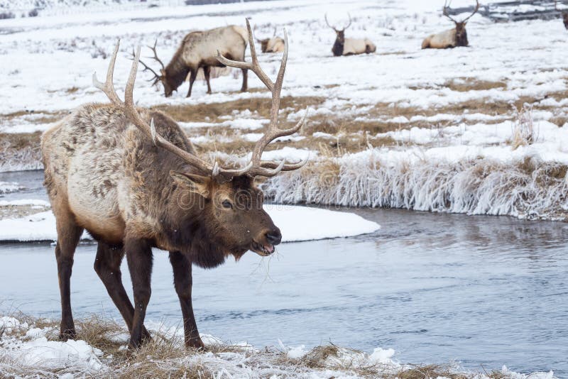 5,612 Elk Snow Photos - Free & Royalty-Free Stock Photos from Dreamstime
