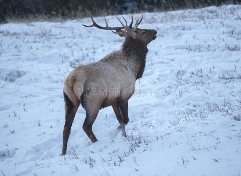 Elk in the Snow stock image. Image of color, beauty - 233486969
