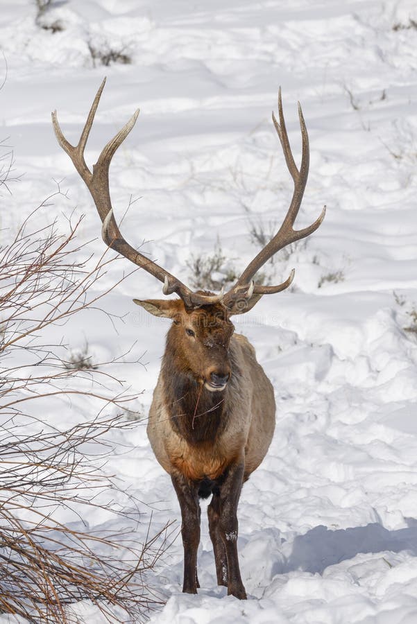 Elk in Snow stock image. Image of winter, game, sprouts - 83334687