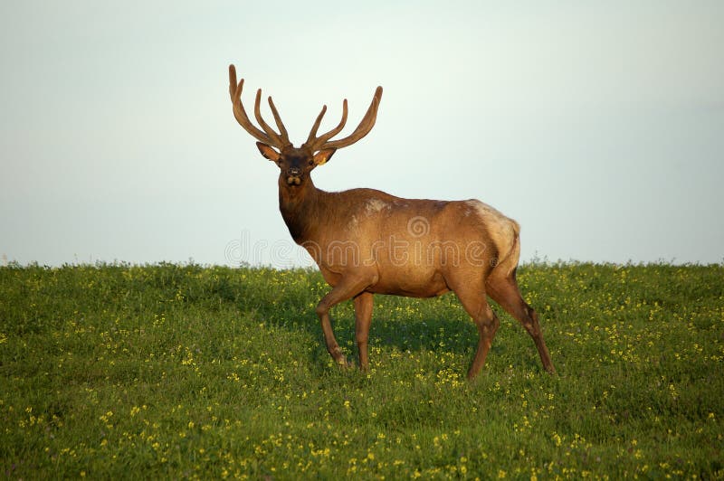 Elk Stag stock photo. Image of velvet, grass, hill, weeds - 962010