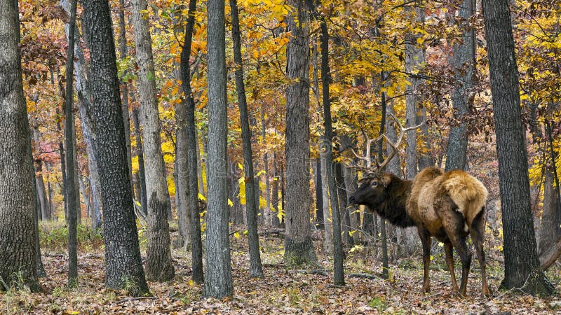 Elk stag in autumn woods stock photo. Image of autumn - 35049524