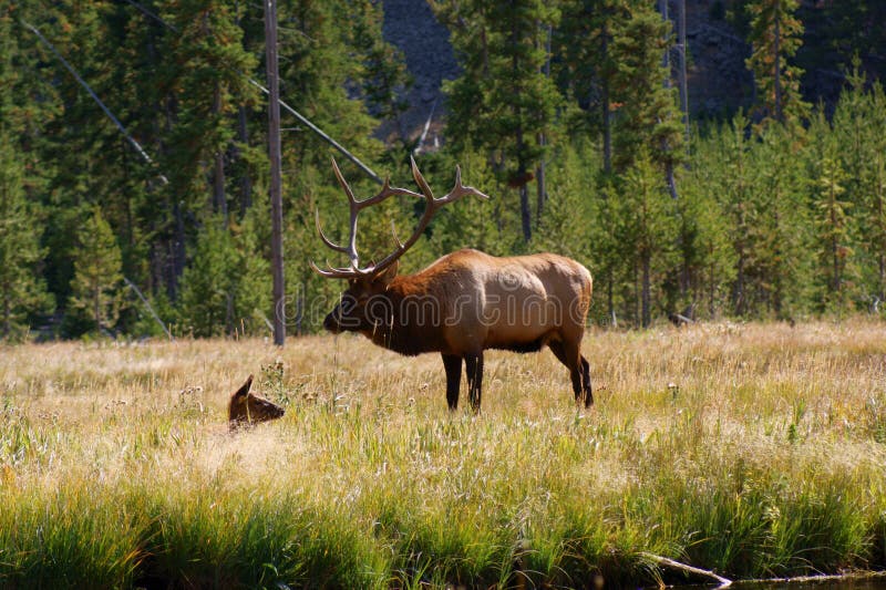 Elk Stag+calf stock photo. Image of herd, national, animal - 17704774