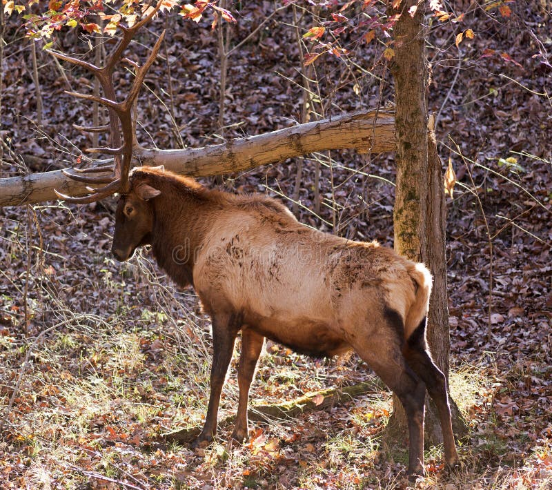 Elk stag stock image. Image of mammal, rack, field, forest - 80954225