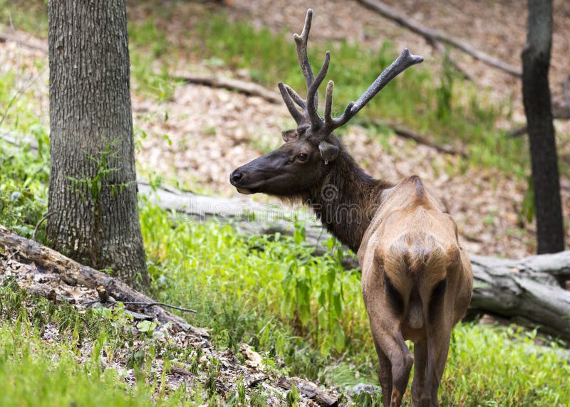 Elk Stag stock image. Image of rack, stag, young, environment - 43117471