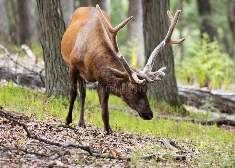 Elk Stag stock photo. Image of young, wild, forest, animal - 43816972