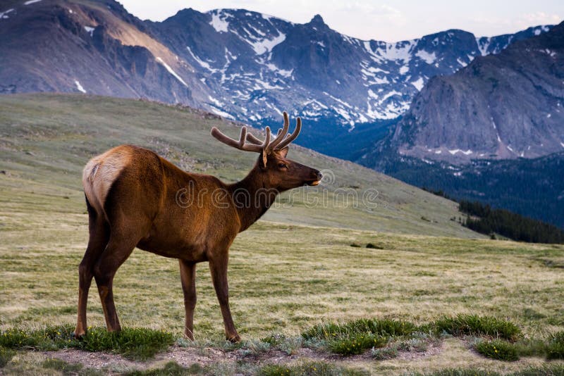 Elk Standing in Front of Mountain Range Stock Photo - Image of west ...