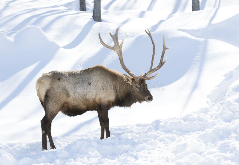 Elk standing in the snow stock image. Image of sitting - 87214719