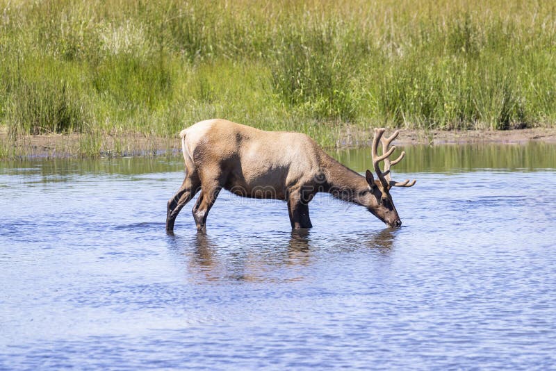 Bull Elk Drinking in the Lake Stock Image - Image of mammal, field ...