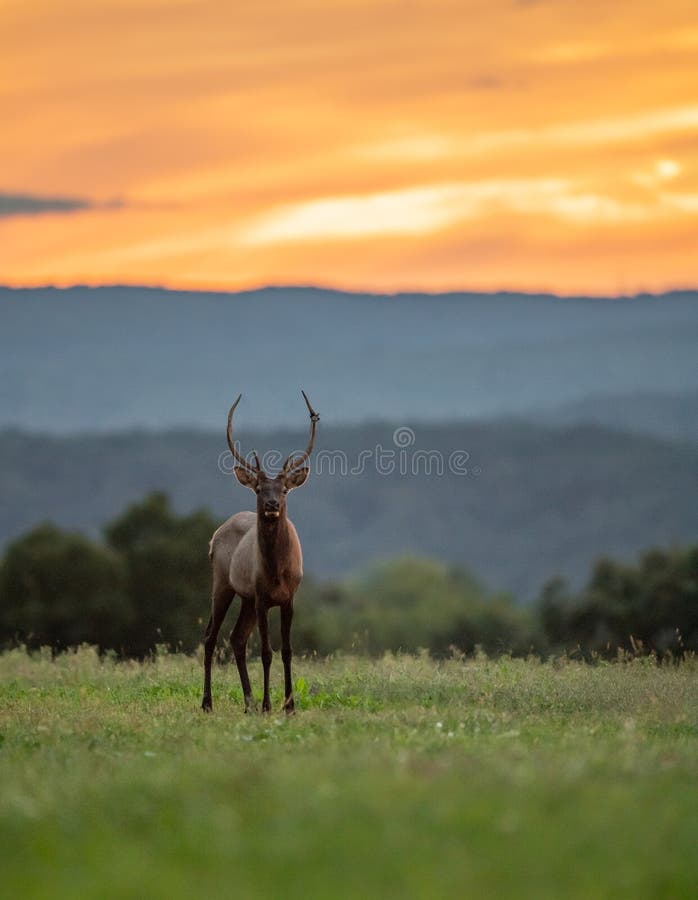 Elk in the sunset stock image. Image of hiding, chewing - 126748965