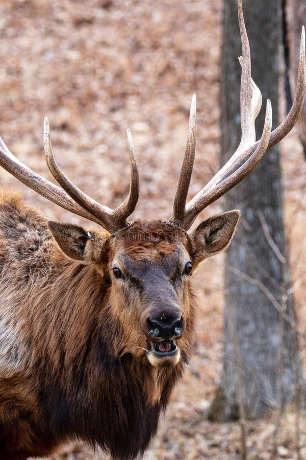 Bull Elk Face