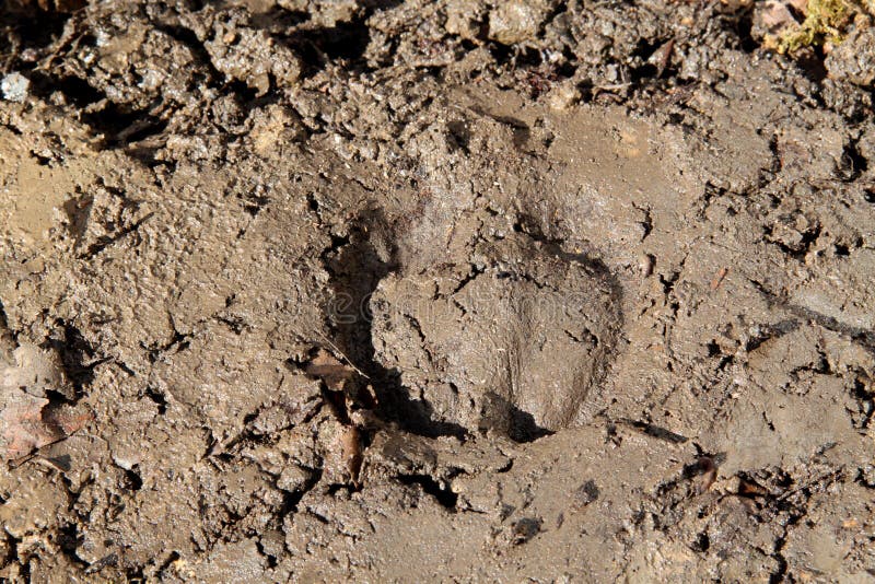 Elk track in the mud stock image. Image of shoot, venison - 32919961