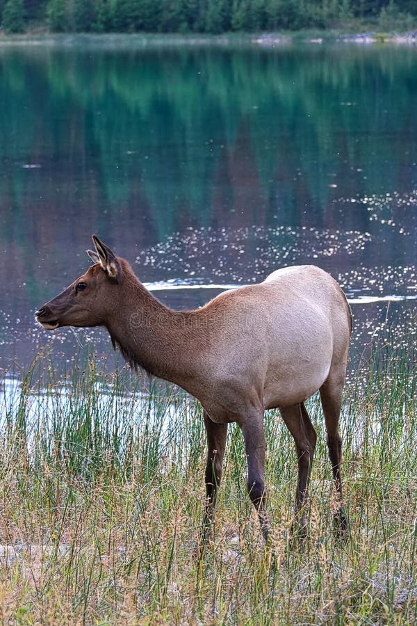 An Elk with Trees Reflecting in the Water Stock Image - Image of green ...