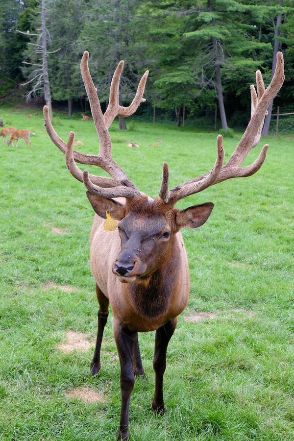 Angry Elk Stock Photos - Free & Royalty-Free Stock Photos from Dreamstime