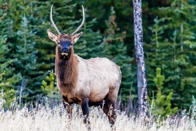 Elk on the Wild Side, Banff National Park, Alberta Canada Stock Photo ...