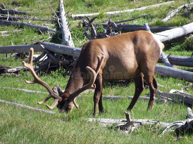 Bull Elk in Summer Velvet Antlers, Yellowstone. Stock Image - Image of ...