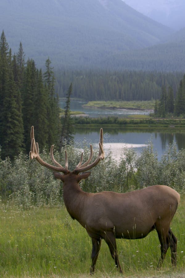 Elk View stock image. Image of mountain, stag, animal, rack - 118713