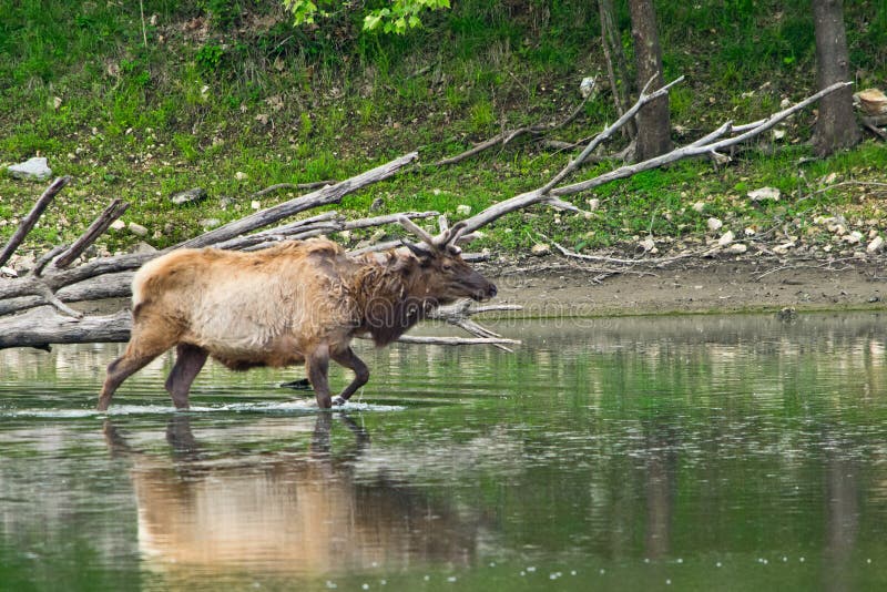 An elk walking into water stock image. Image of endemic - 73419549