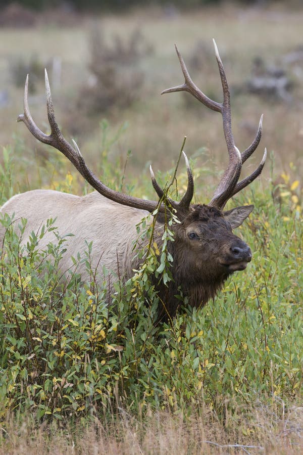 Elk Walking in Willow Trees Stock Image - Image of calves, pope: 36503817