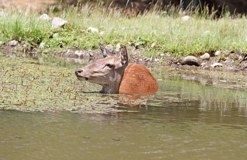 Elk Water Stock Photos - Download 3,297 Royalty Free Photos