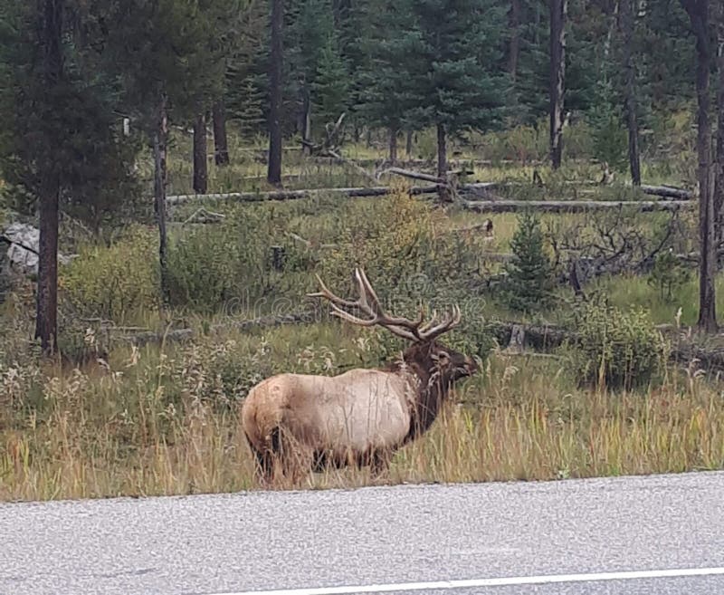 Elk Wildlife Animal Nature Creature Stock Photo - Image of creatures ...