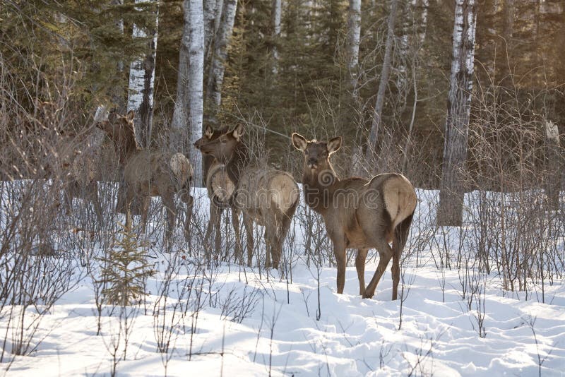 Elk in Winter stock photo. Image of landscape, mammal - 35495734