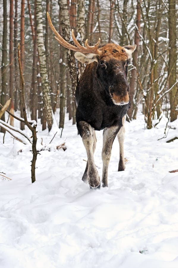 Elk winter stock photo. Image of wildlife, hoofed, planet - 56553938