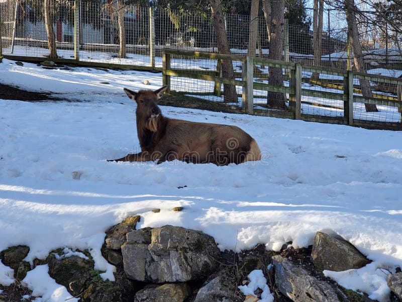 Elk at the Zoo.. stock image. Image of animal, cattle - 211526469