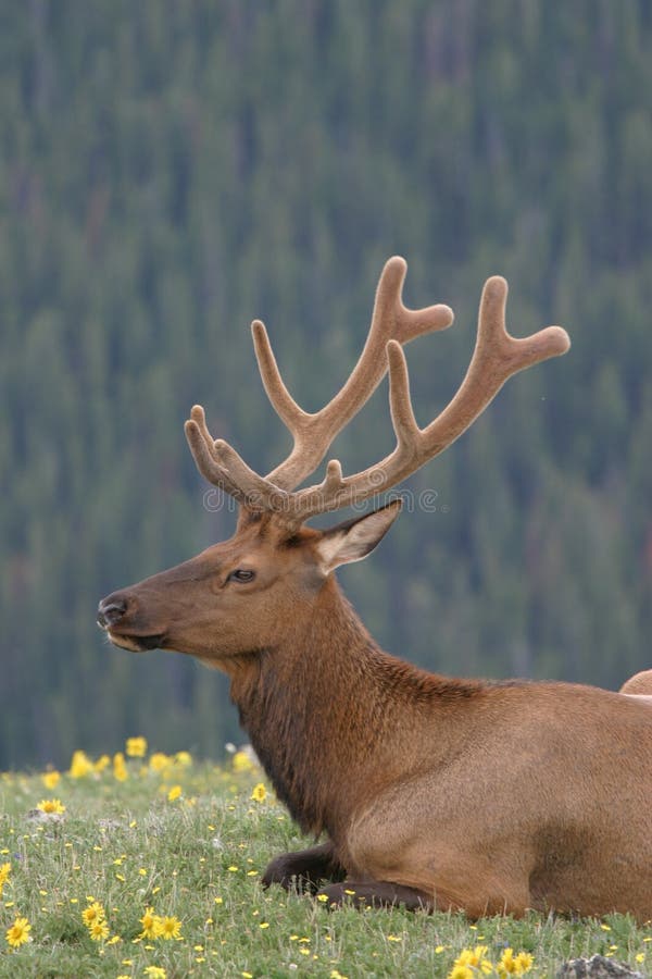 Elk1 stock photo. Image of relax, majestic, deer, velvet - 54506