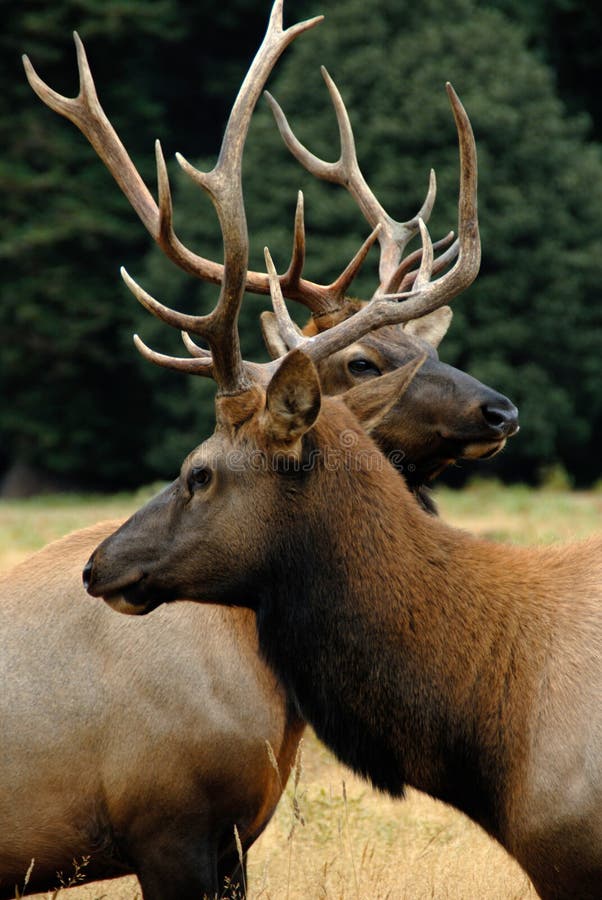 267 Elk Couple Stock Photos - Free & Royalty-Free Stock Photos from ...