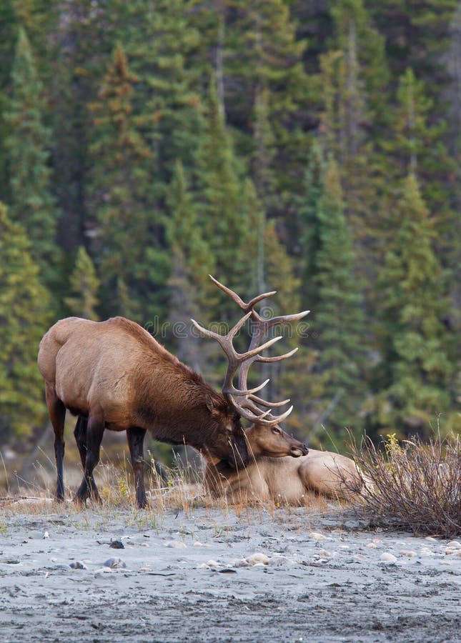 Elk Bull stock photo. Image of wyoming, rocky, bull, landscape - 482224
