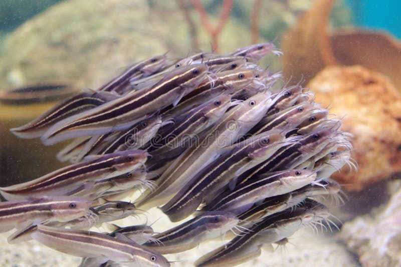 Ell catfish stock image. Image of catfish, fish, organism - 96660301