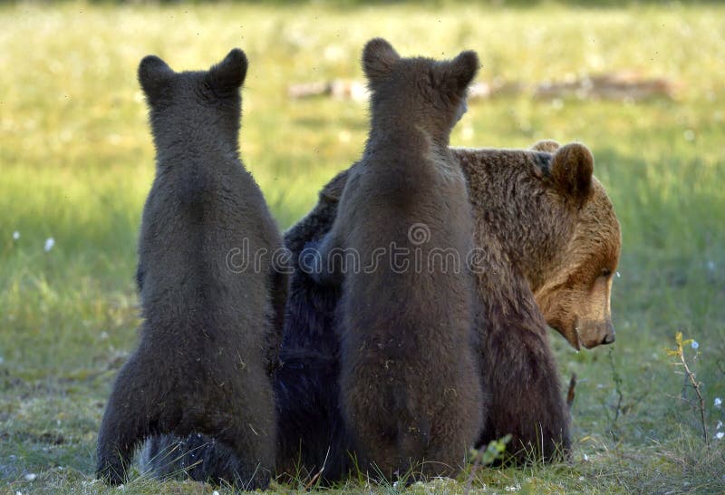 Ella-oso y oso-cachorros foto de archivo. Imagen de verde - 74580908