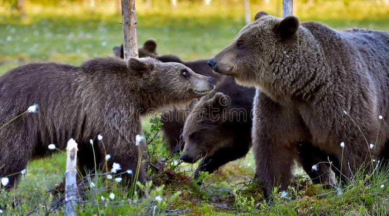 Ella-oso y oso-cachorros foto de archivo. Imagen de poderoso - 74784476