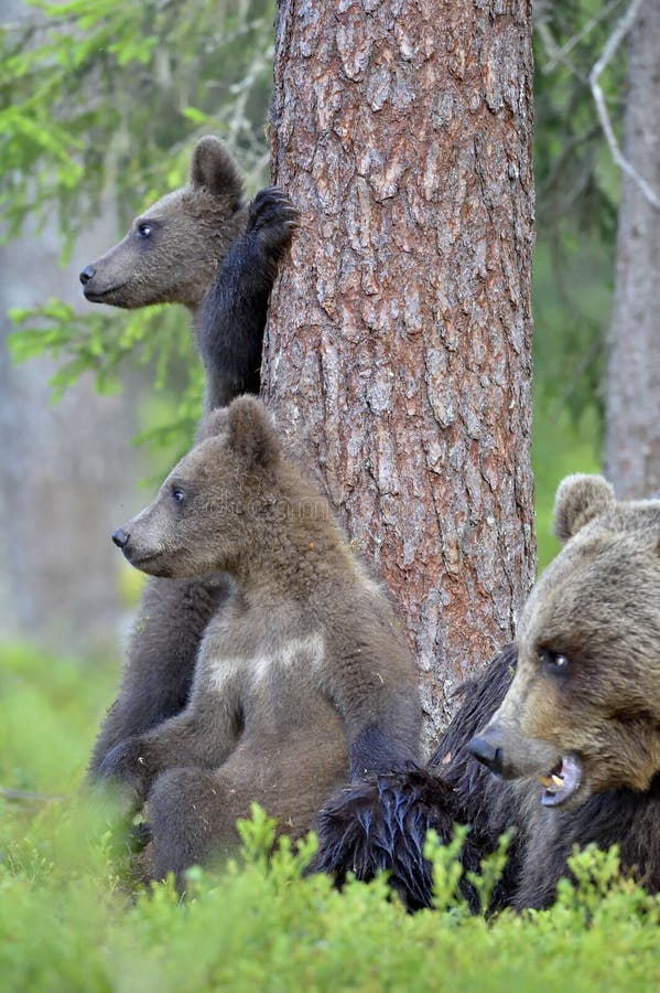 Ella-oso y oso-cachorros foto de archivo. Imagen de primer - 77622648
